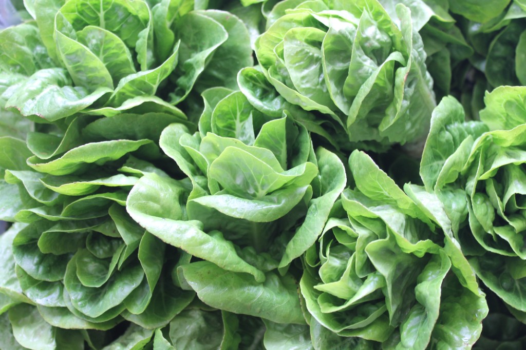 Lechuga cogollo verde - Biocanarias